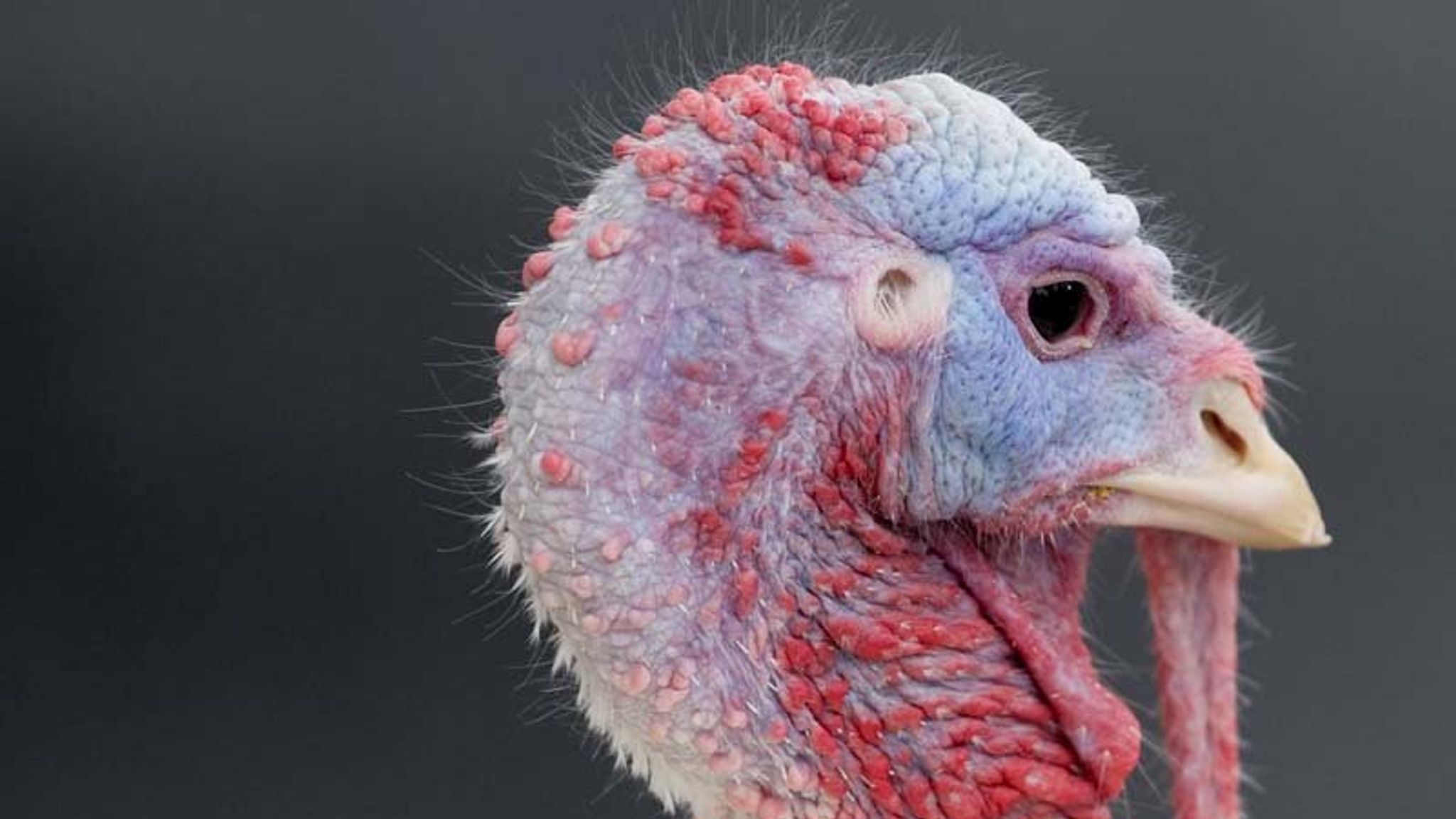 Thanksgiving Feast | NFL News | Sky Sports