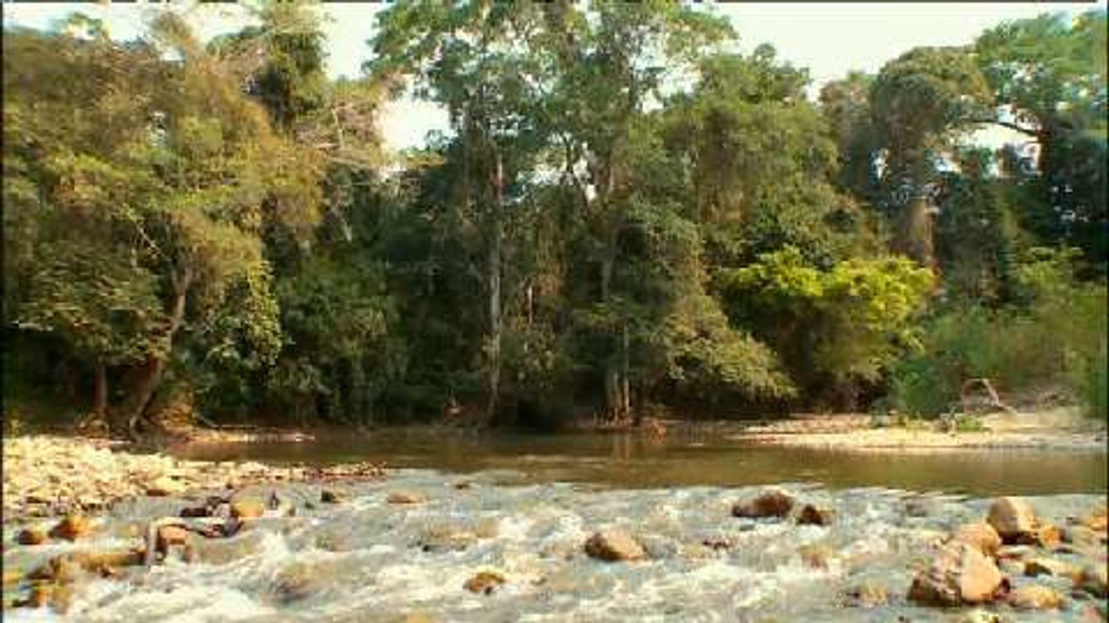 Sky Rainforest Rescue - Development | Sky Sports