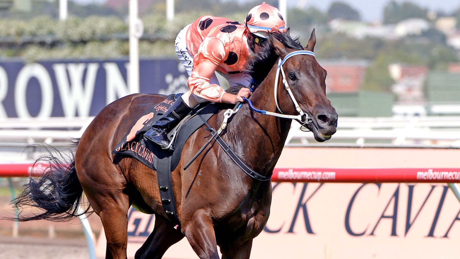 Black Caviar has equalled the record for the most Group One victories ...