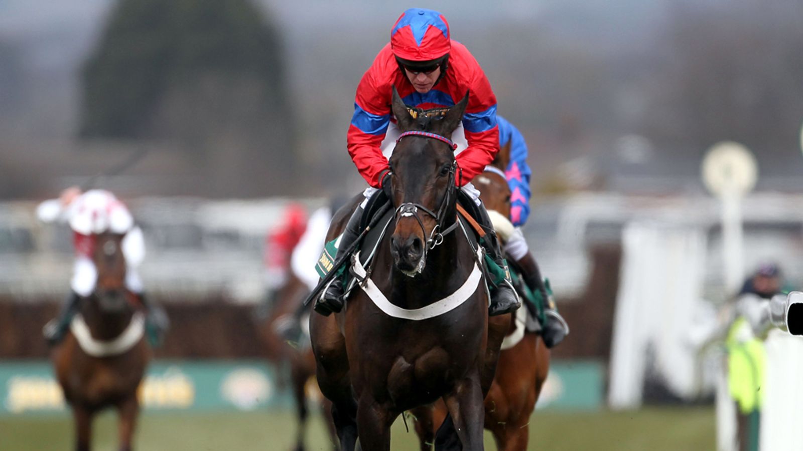 Sprinter Sacre back in top form ahead of run at Kempton on Friday ...