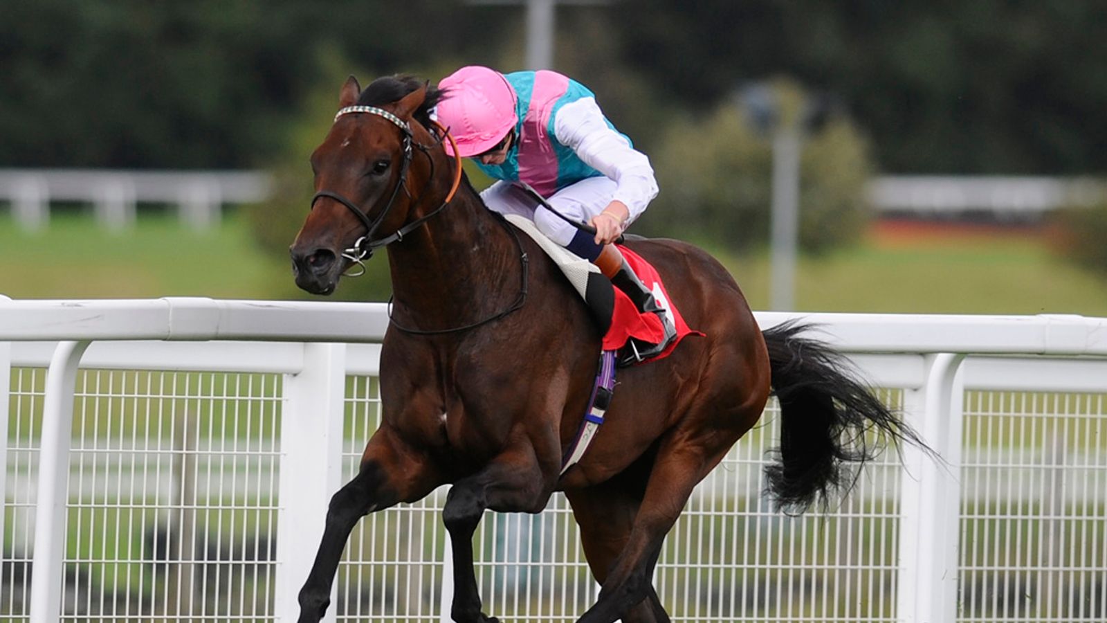 Roger Charlton planning Tattersalls Gold Cup test for Time | Racing ...