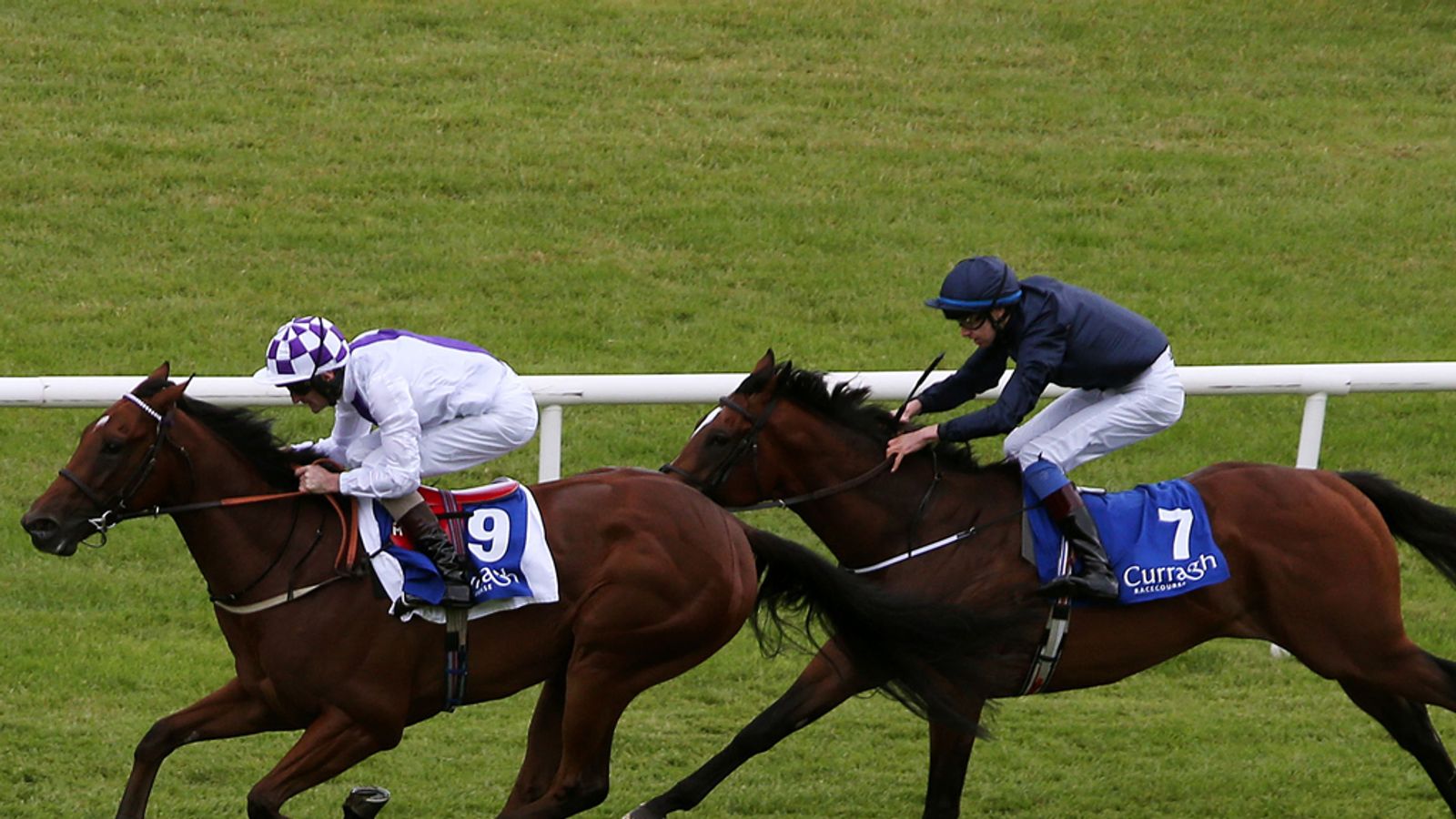 Sanus Per Aquam in Newmarket Somerville field for Jim Bolger | Racing ...