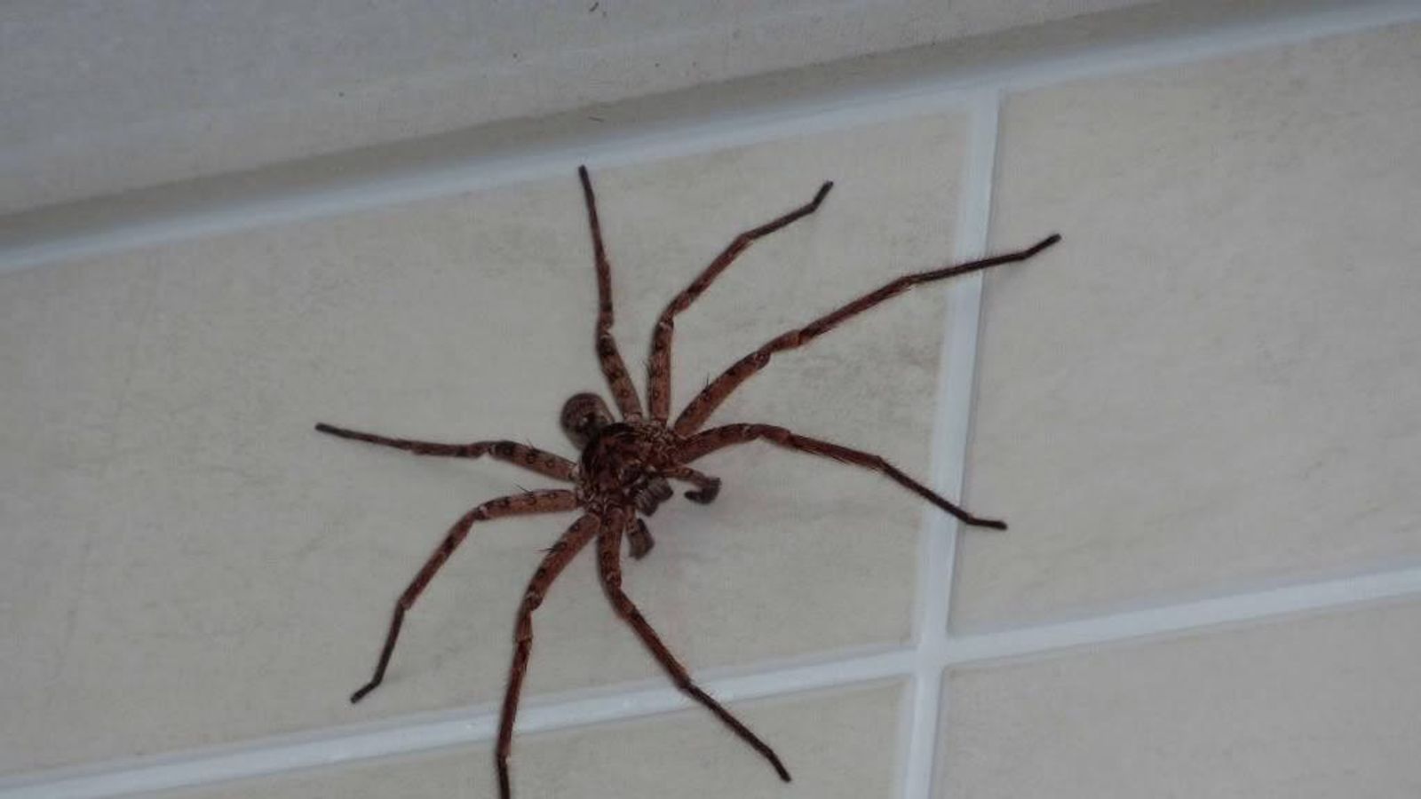 World Cup qualifying: Cook Islands manager on Russia 2018, FIFA ...