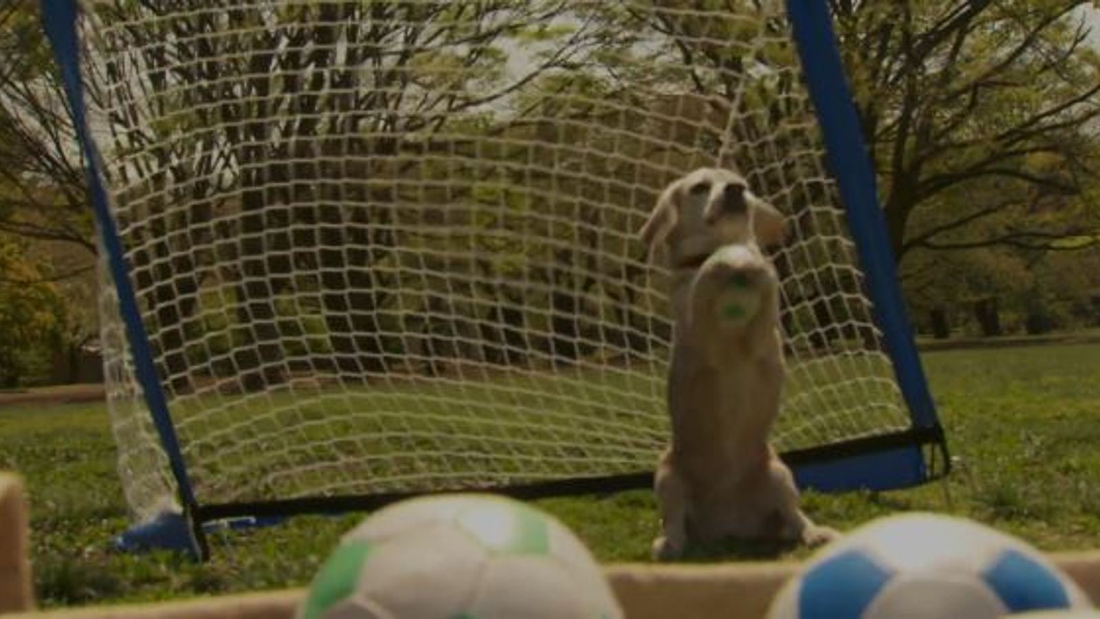 Dog with safe paws breaks goalkeeping record | Football News | Sky Sports