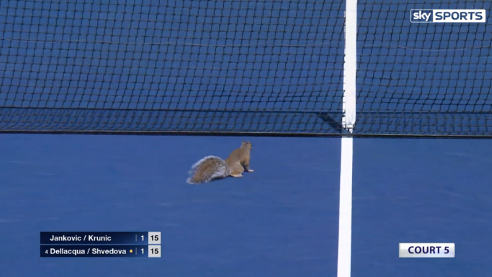 Squirrel interrupts play during the US Open | Tennis News | Sky Sports
