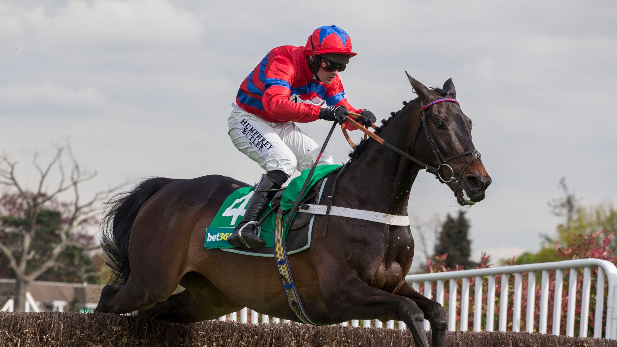 Sprinter Sacre retirement talk scotched by Nicky Henderson | Racing ...