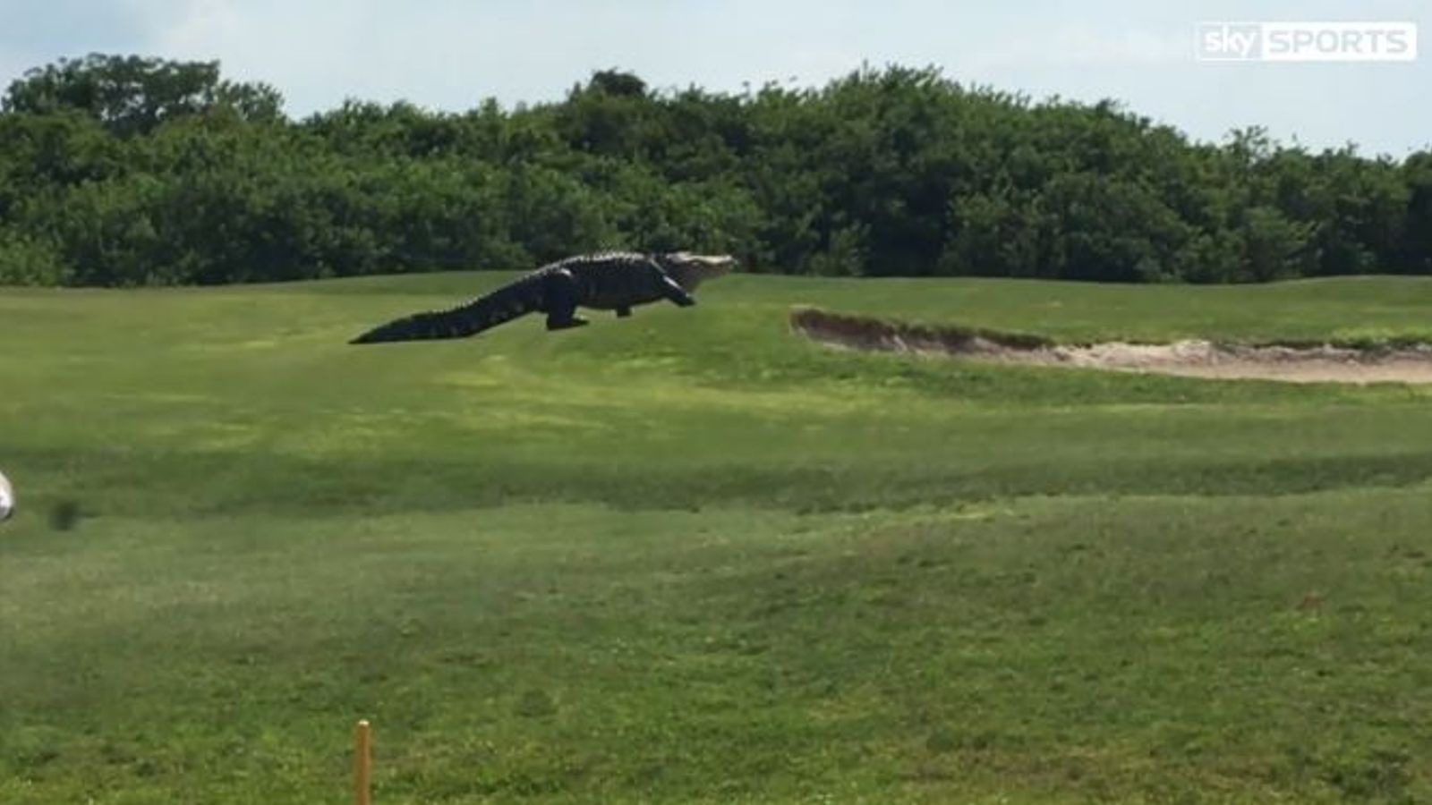 Huge alligator stops play by strolling around golf course in Florida ...