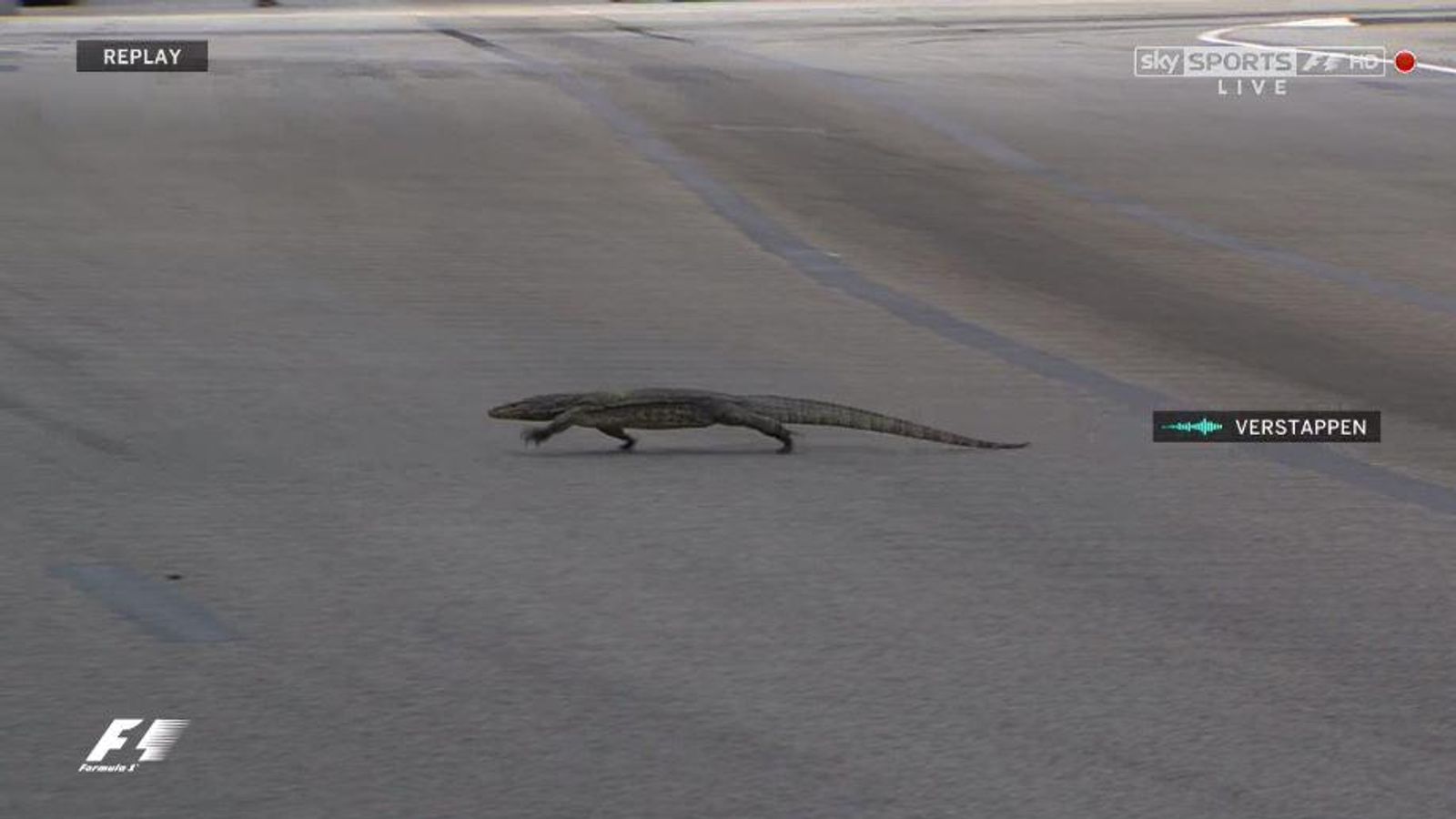 Giant lizard runs onto the track during P3 at the Singapore GP! | F1 ...