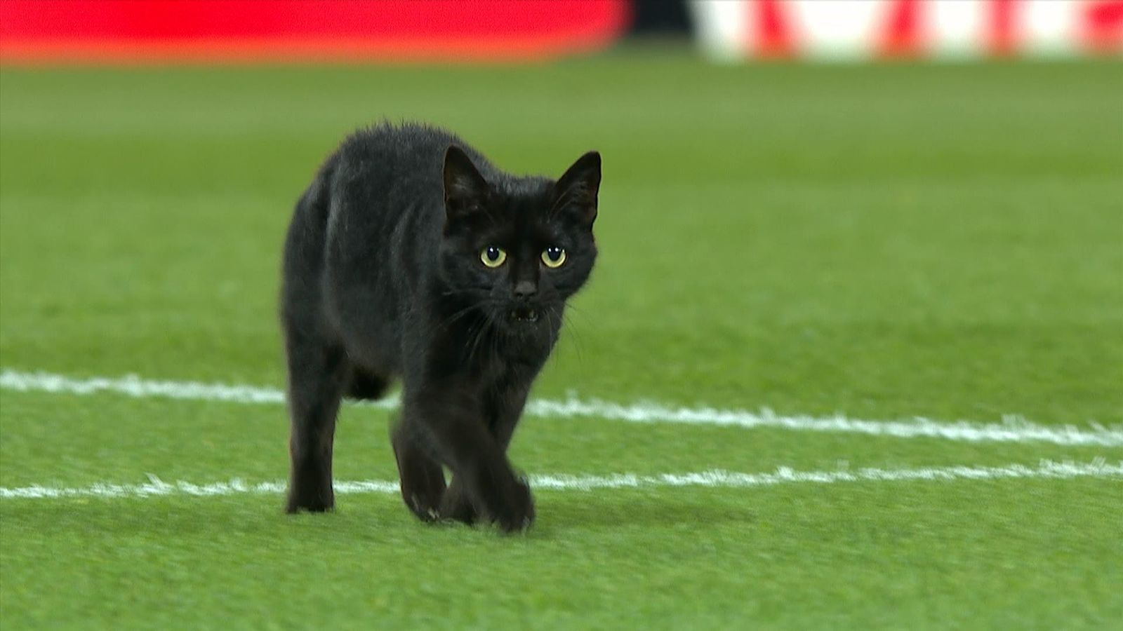 Anfield cat spotted before Liverpool v Man Utd on Monday Night Football ...