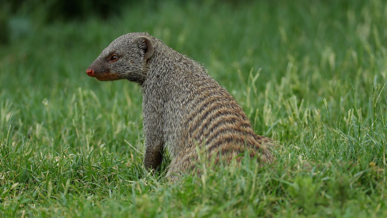 Victor Dubuisson's ball comes under threat from a pack of mongooses in ...