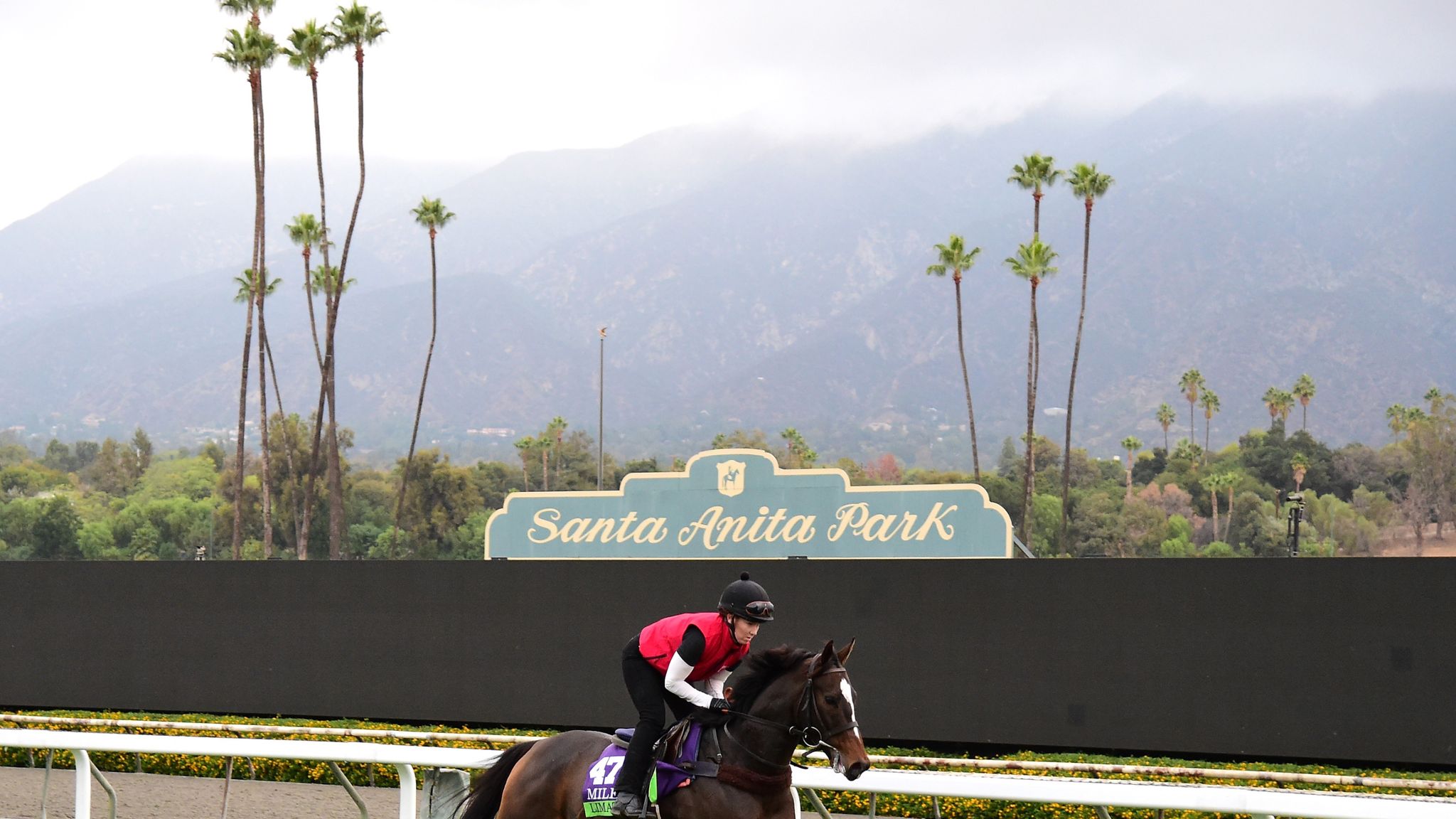 Limato sparkling again ahead of summer sprint target | Racing News ...