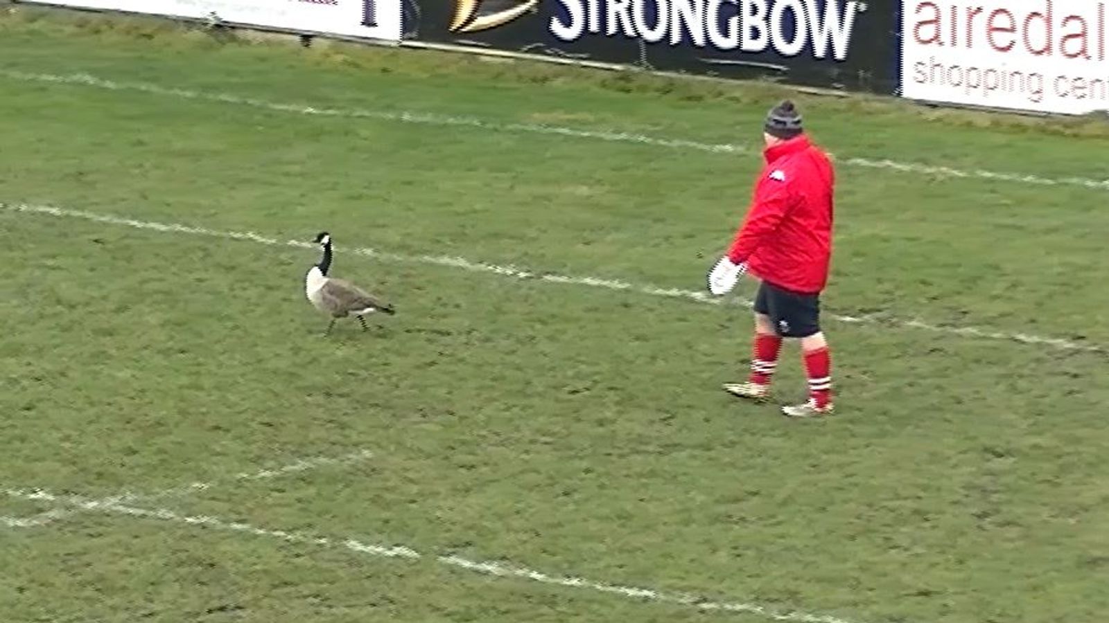 WATCH: Goose interrupts pre-season friendly | Rugby League News | Sky ...