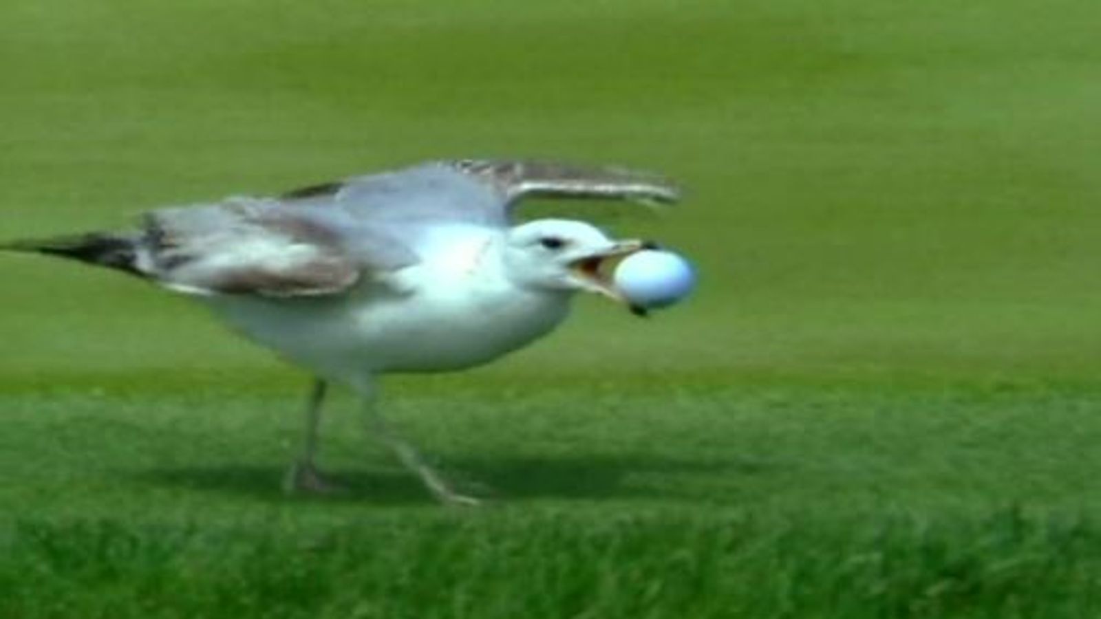 Seagull steals Brad Fabel's golf ball at 1998 Players Championship ...