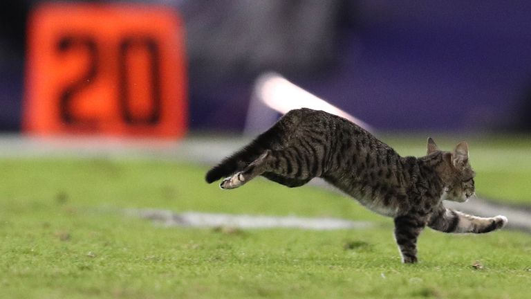 NFL Cat pitch invasion | Video | Watch TV Show | Sky Sports