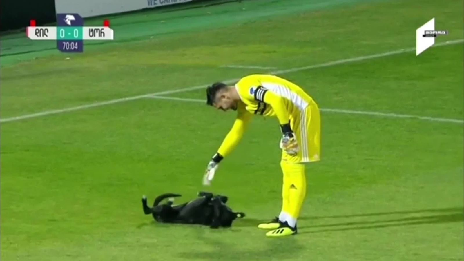 Dog pitch invader disrupts top tier game in Georgia | Football News ...