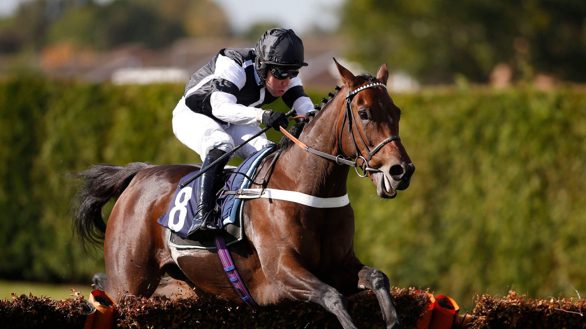 Alex Hammond previews Cheltenham November Meeting | Racing News | Sky ...