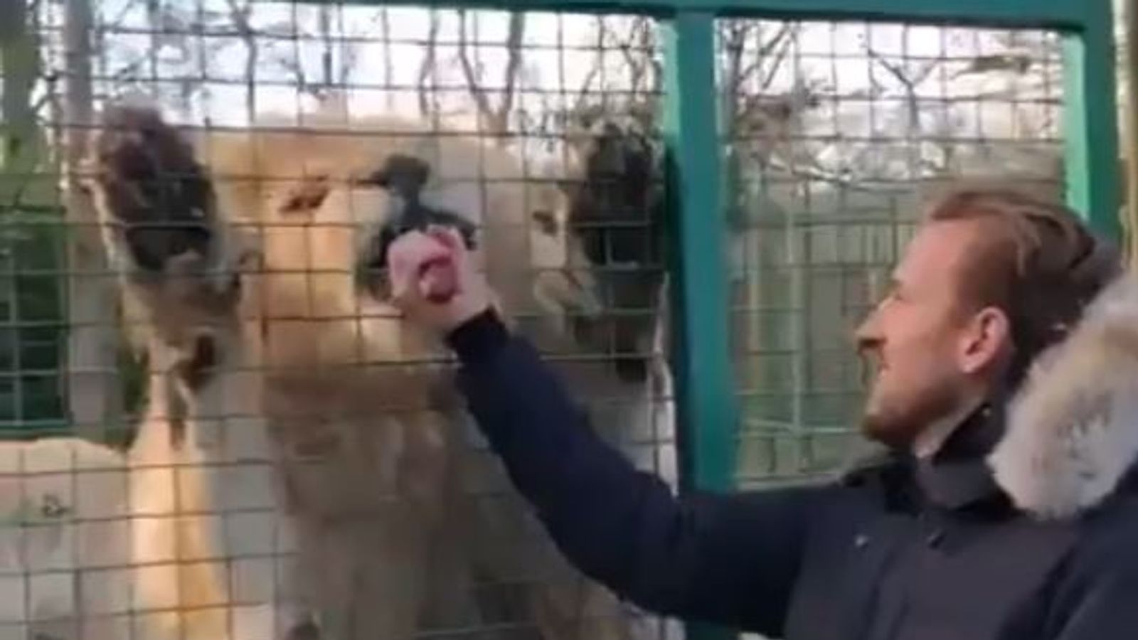 Tottenham striker Harry Kane meets a lion at the zoo | Football News ...