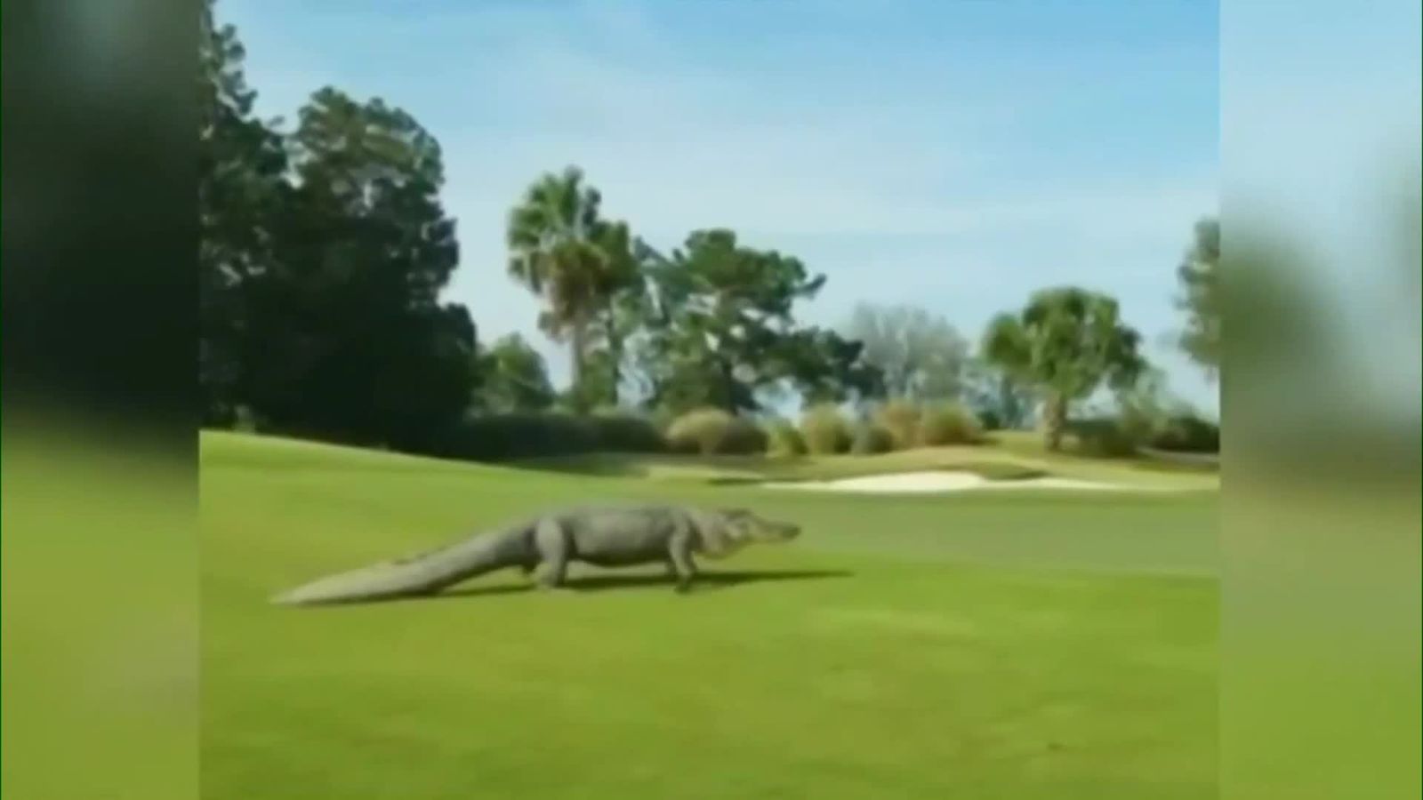 Alligator stops play on golf course! | Golf News | Sky Sports
