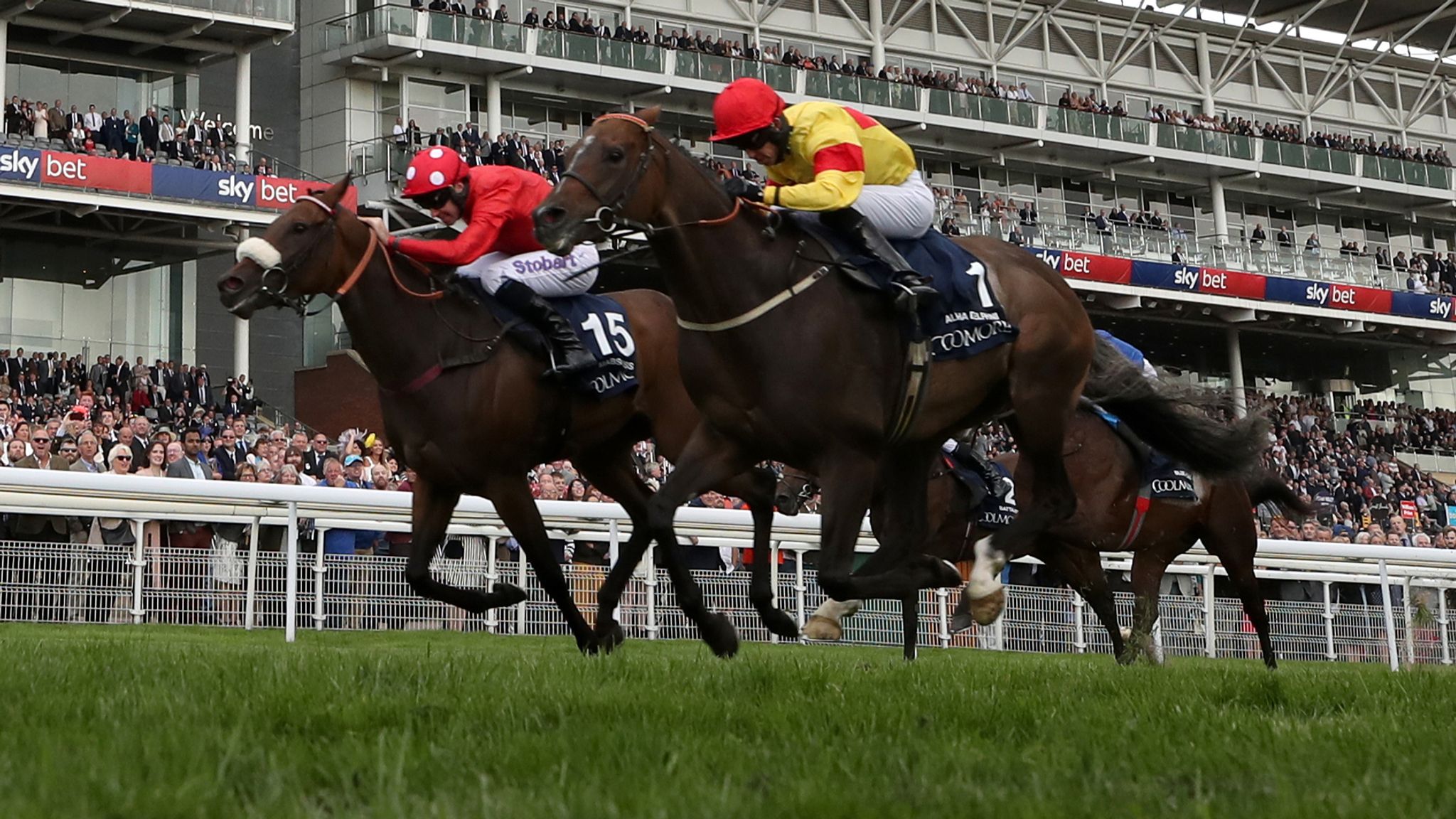 Alpha Delphini returns to York for Saturday feature | Racing News | Sky ...