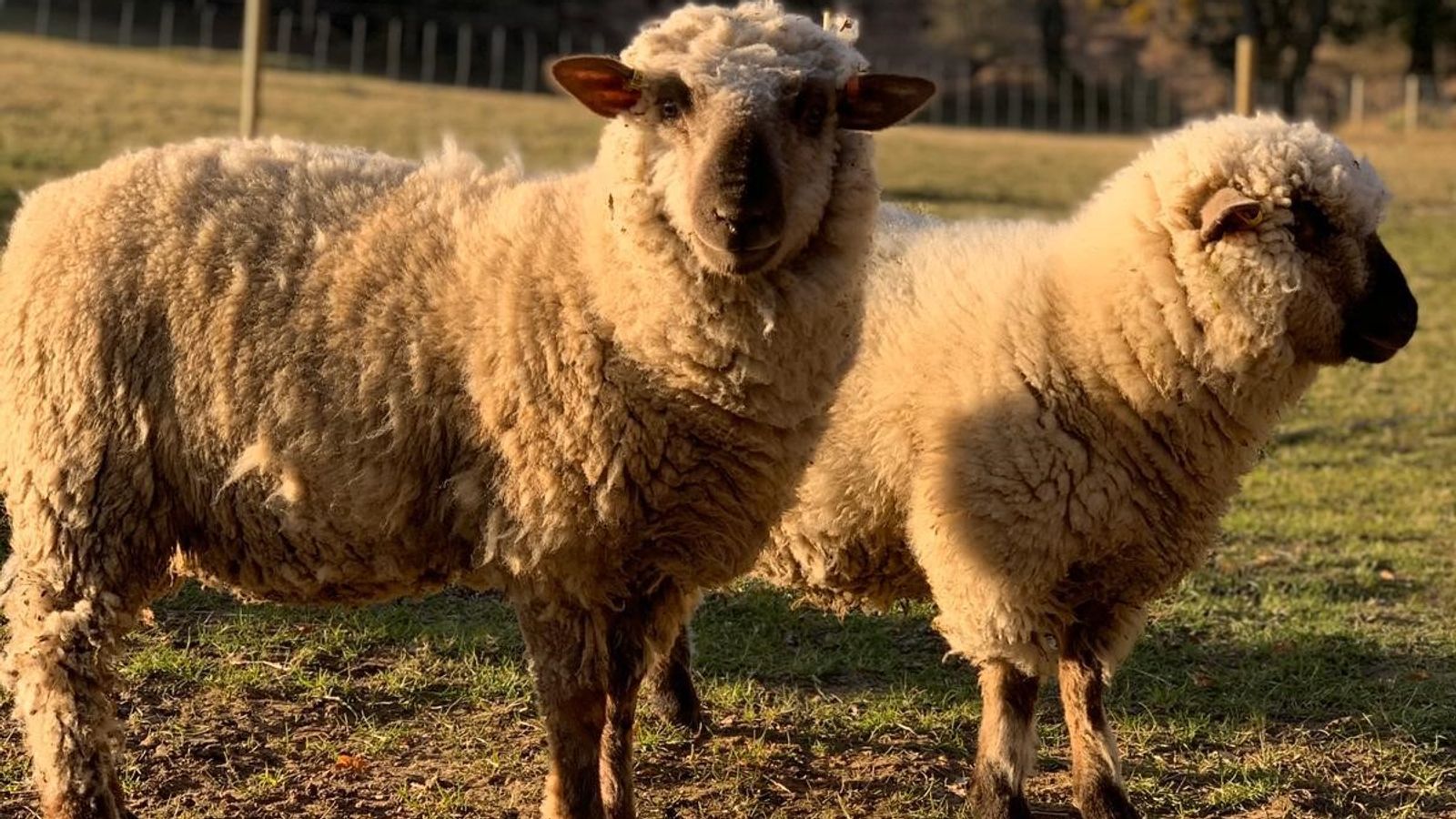 Matt Ritchie: Newcastle winger on managing farm animals in lockdown ...