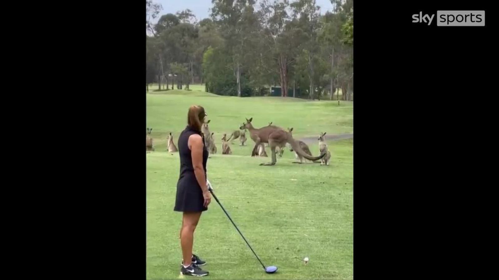 'What's going on?' Kangaroos invade golf course | Golf News | Sky Sports