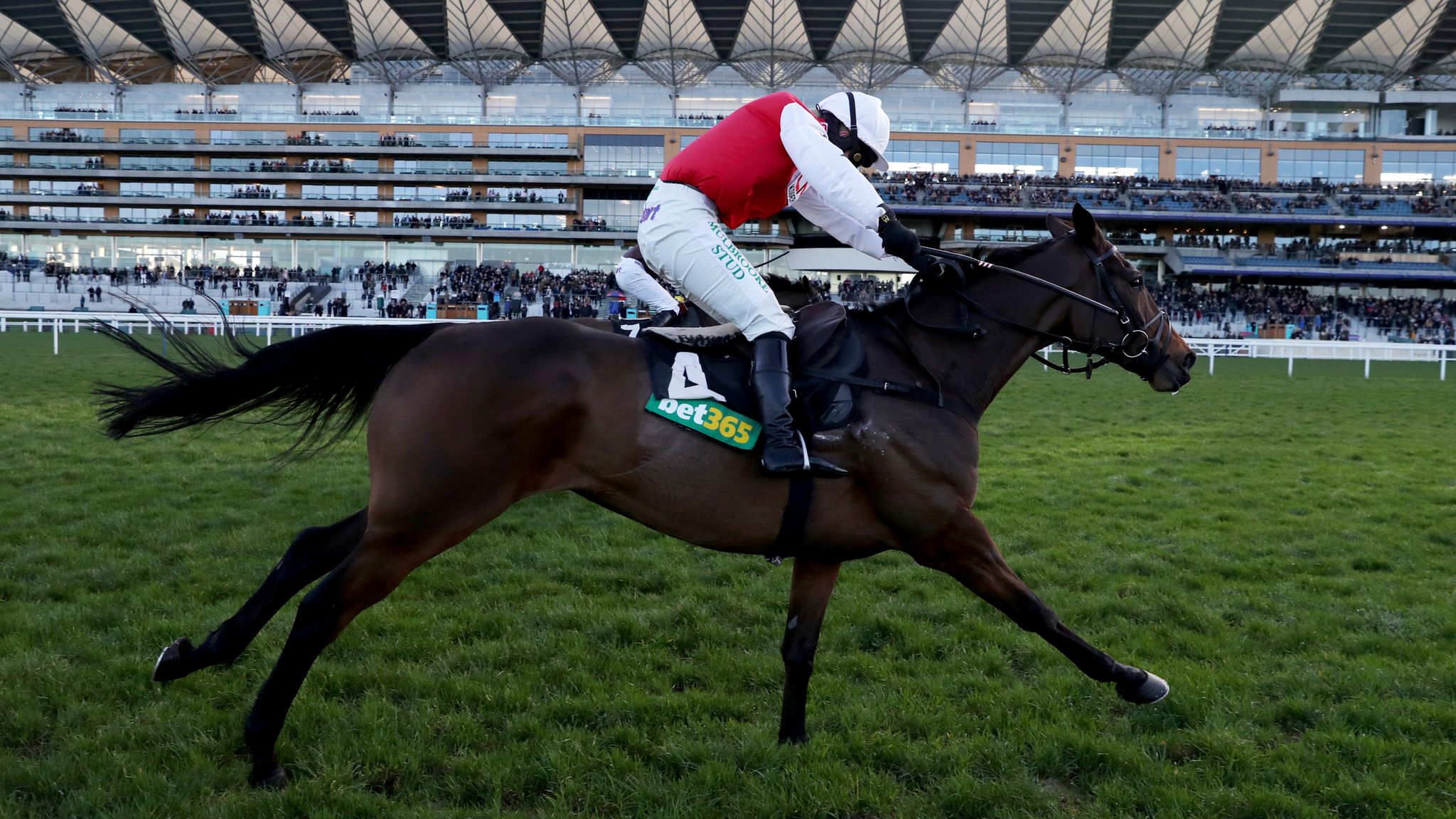 Chanelle Pharma 1965 Chase: Runner-by-runner guide as six head to Ascot ...