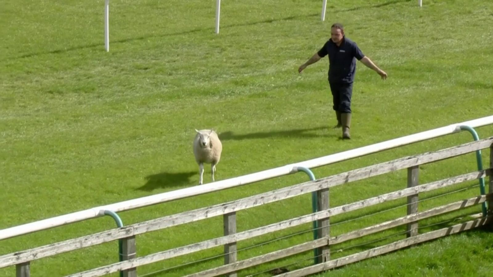 Sheep delays race at Sedgefield as staff struggle to catch intruder ...