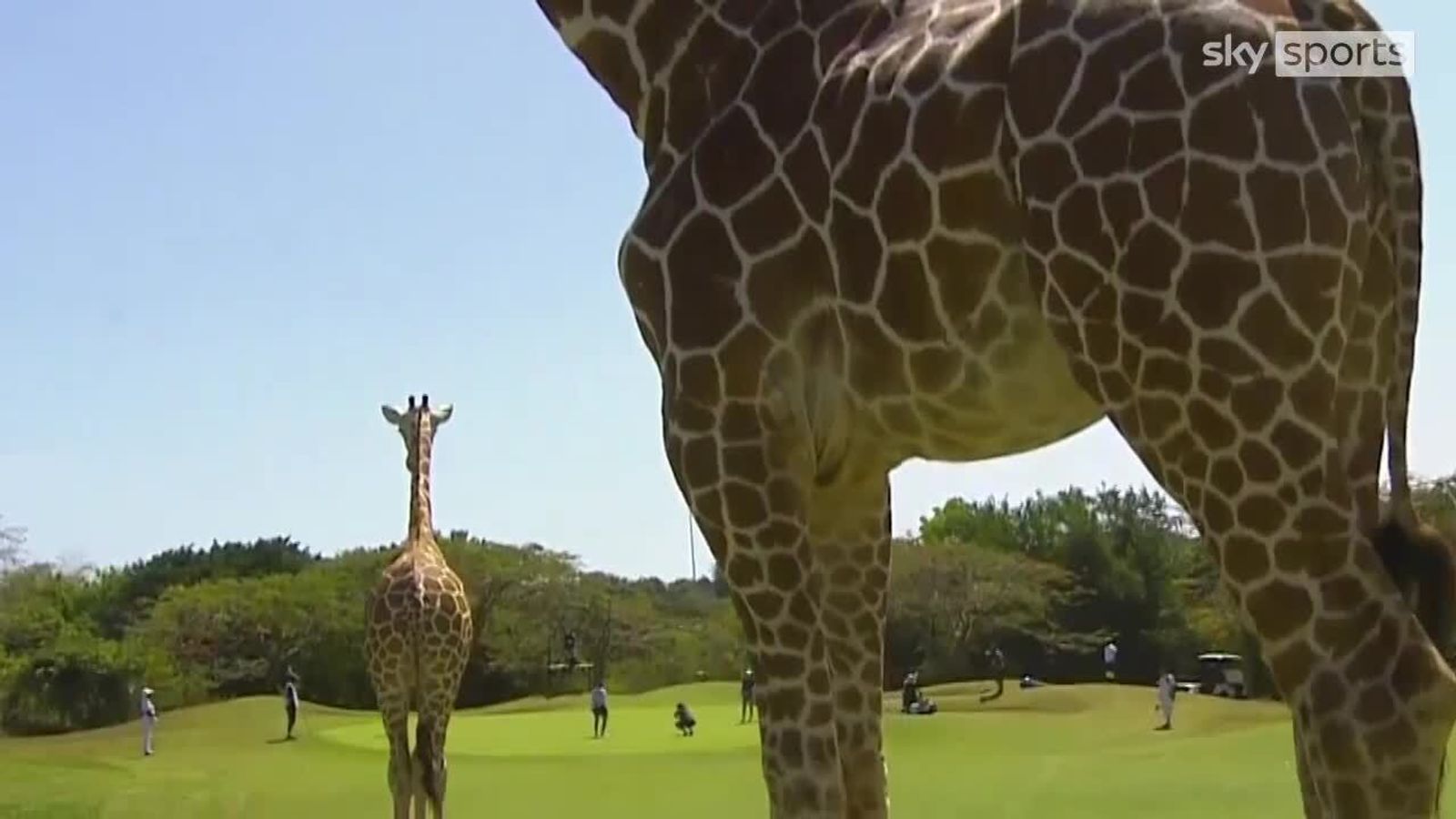 Giraffes get a good view at the Kenya Open! | Golf News | Sky Sports