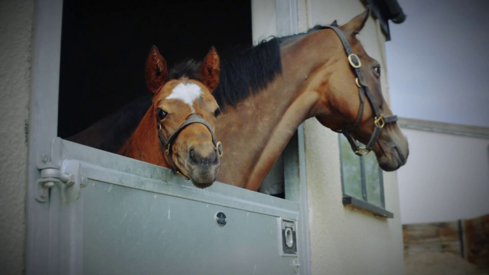 Lady Bowthorpe's life after racing: Gender of second foal revealed ...