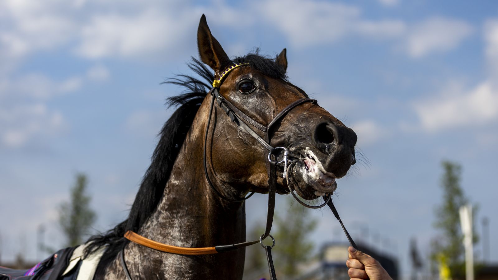 Royal Ascot live on Sky Sports Racing: William Haggas backing My ...