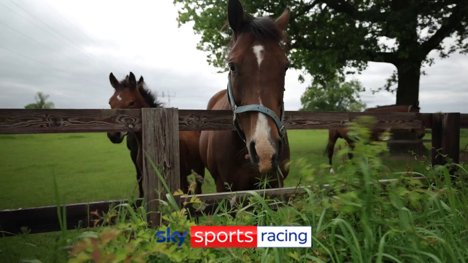 West Moor: Sky Sports Racing meets the stud farm targeting a ...