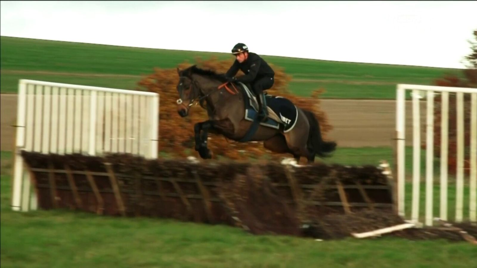'Isn't he gorgeous!' - Constitution Hill is the apple of owner Michael ...