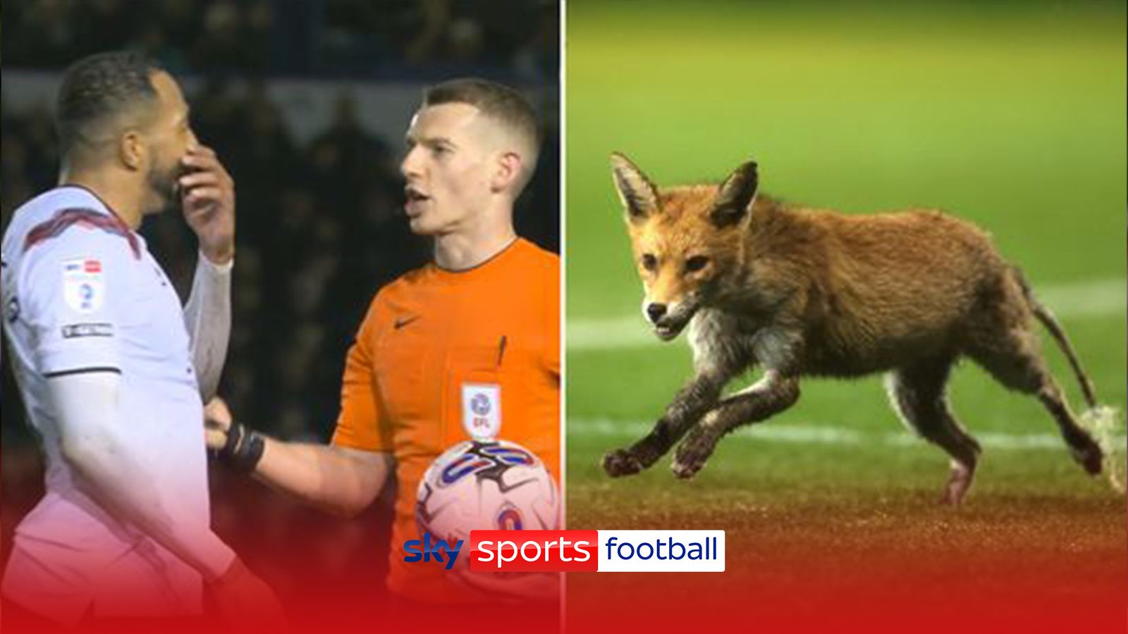 Fox in the box invades pitch and stops play between Portsmouth and ...