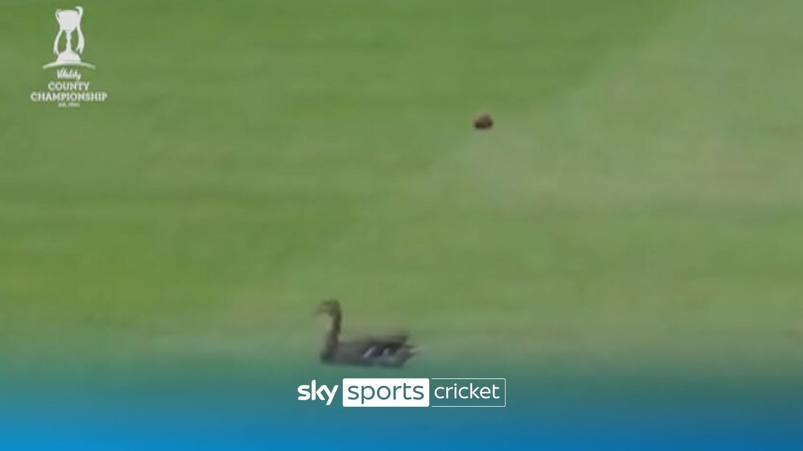 Lucky Duck! | Feathered friend unfazed by cricket ball | Cricket News ...