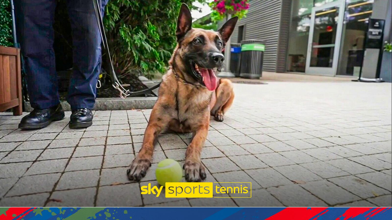 Dogs enjoy the tennis balls as they attend the US Open | Tennis News ...