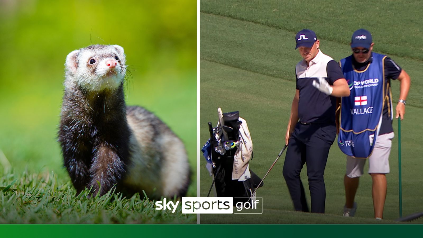 'Golden ferrets?!' | Matt Wallace holes out from bunker for eagle ...