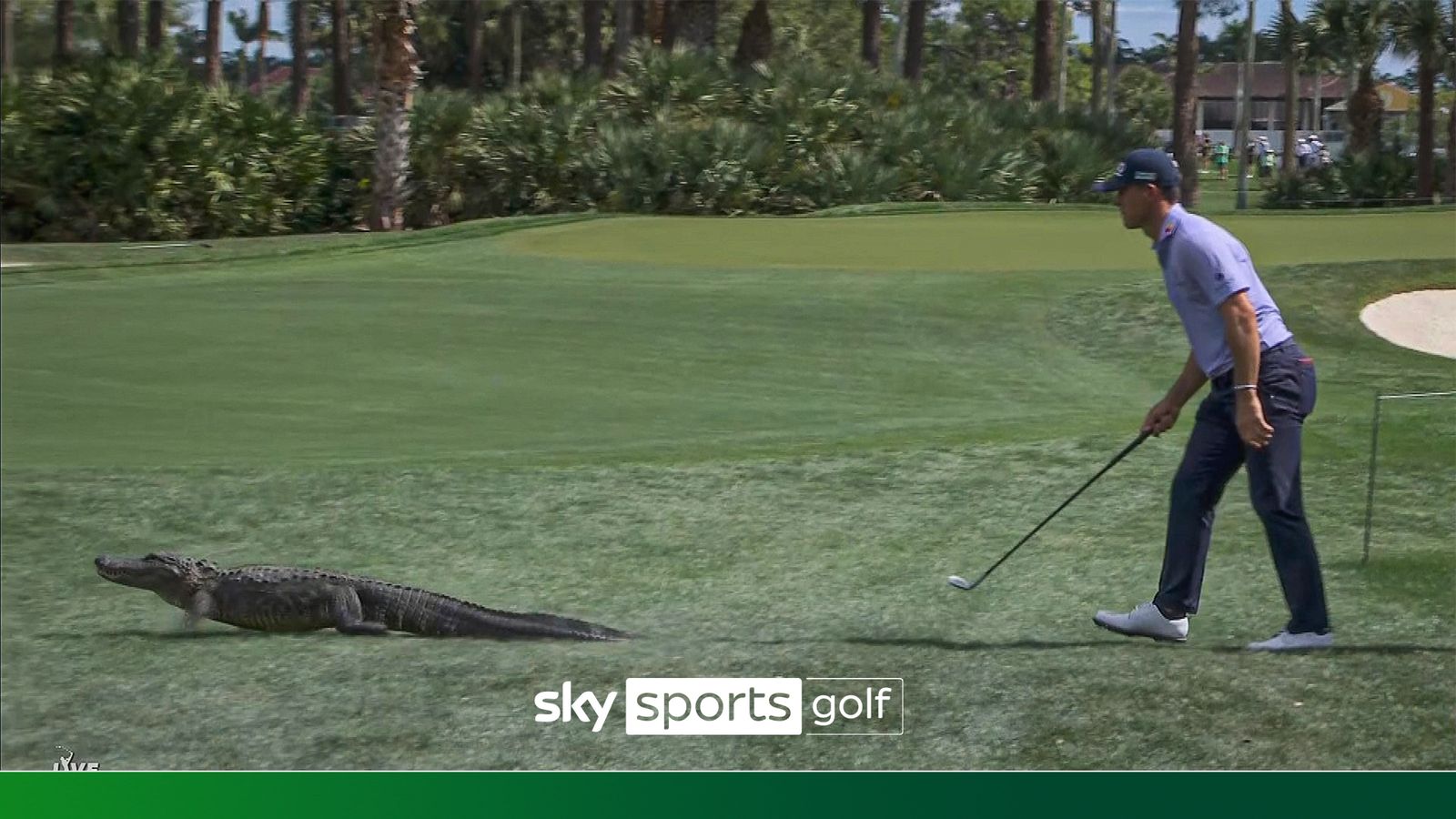 Snap to it! | Billy Horschel chases alligator back into water at PGA ...