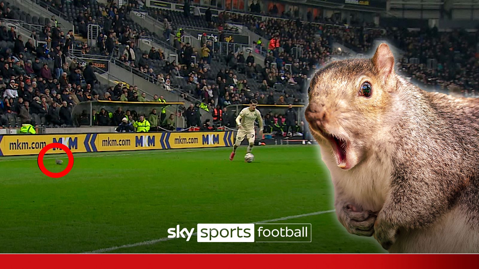 Assist from a squirrel?! Norwich have strange helping hand in goal ...