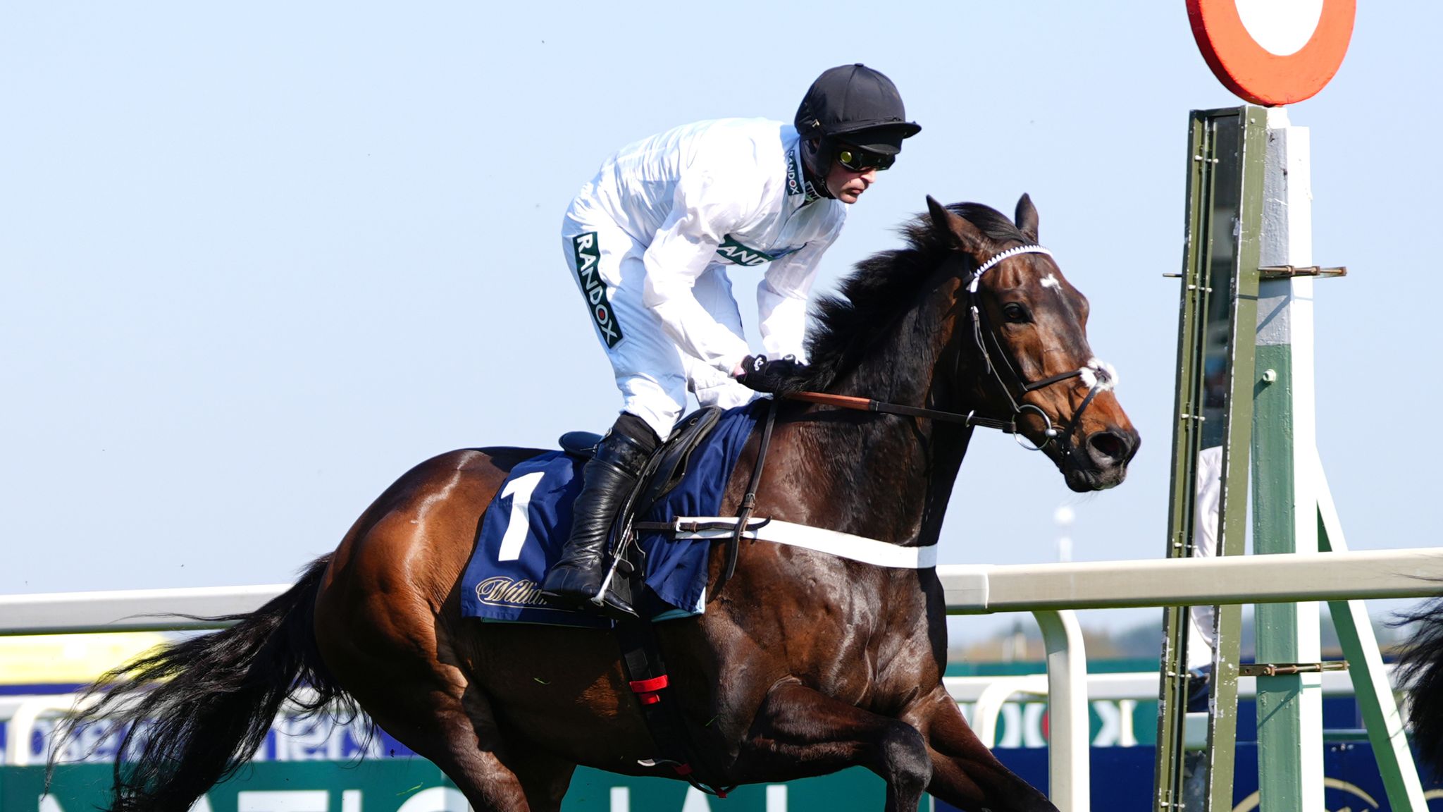 Constitution Hill: Nicky Henderson's star could have Cheltenham ...